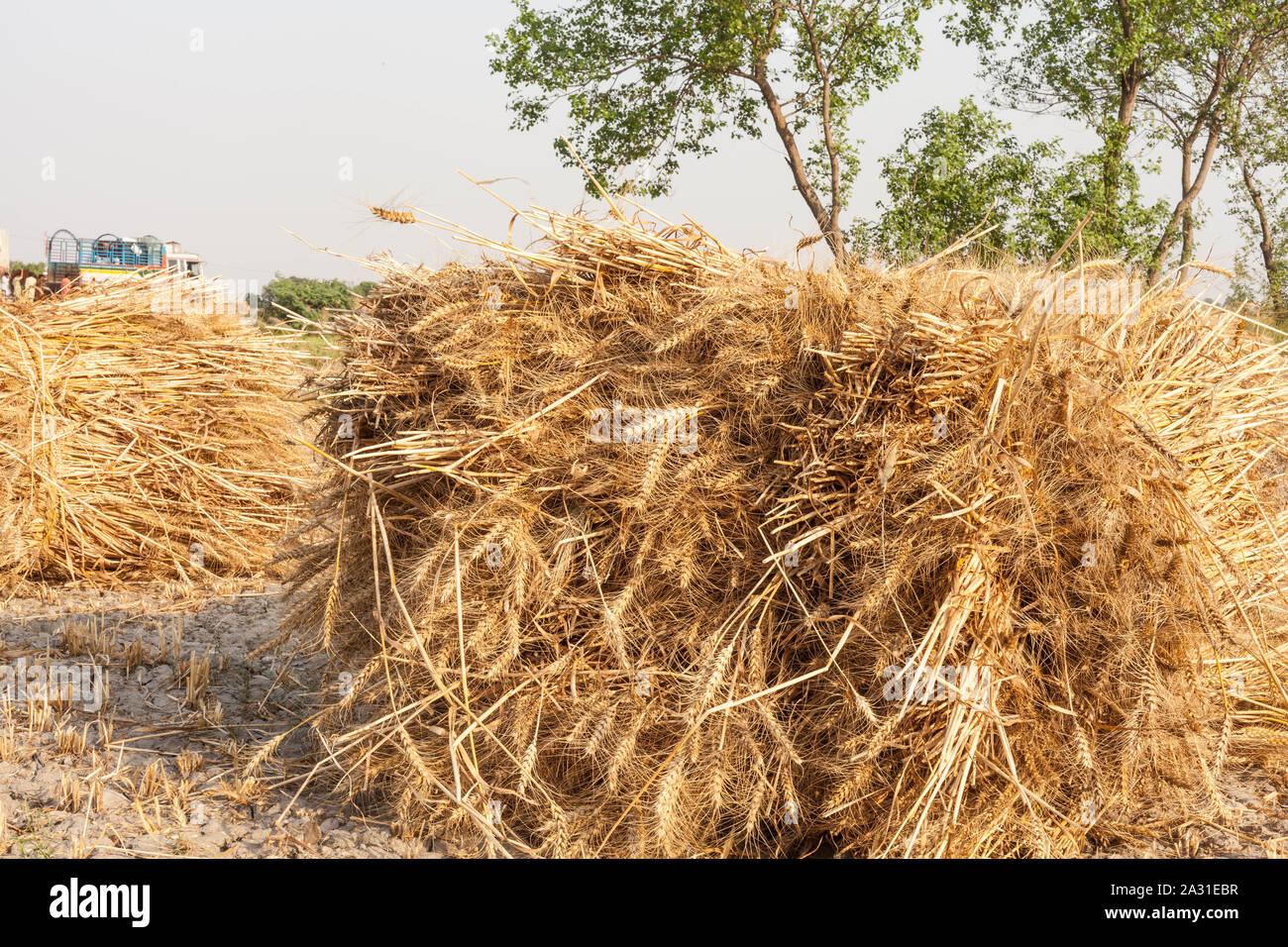 Wheat is one of the main agricultural crops in Pakistan, with 80 ...