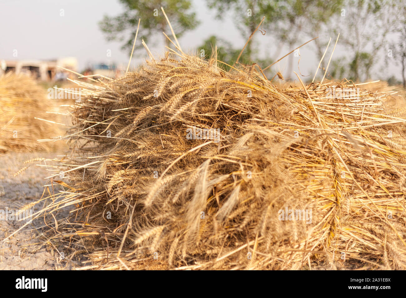 Wheat is one of the main agricultural crops in Pakistan, with 80 ...