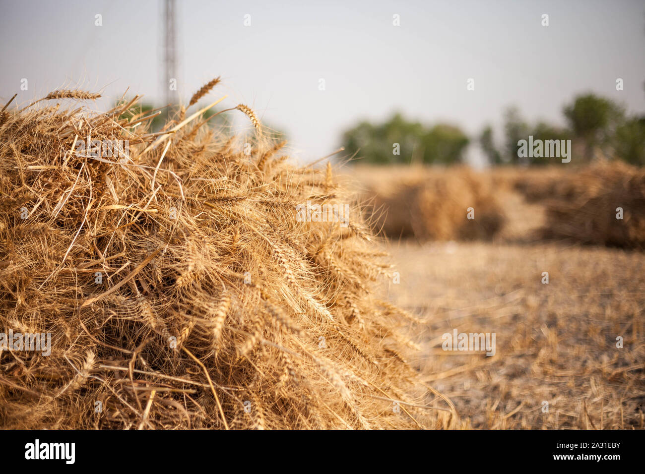 Wheat is one of the main agricultural crops in Pakistan, with 80 ...