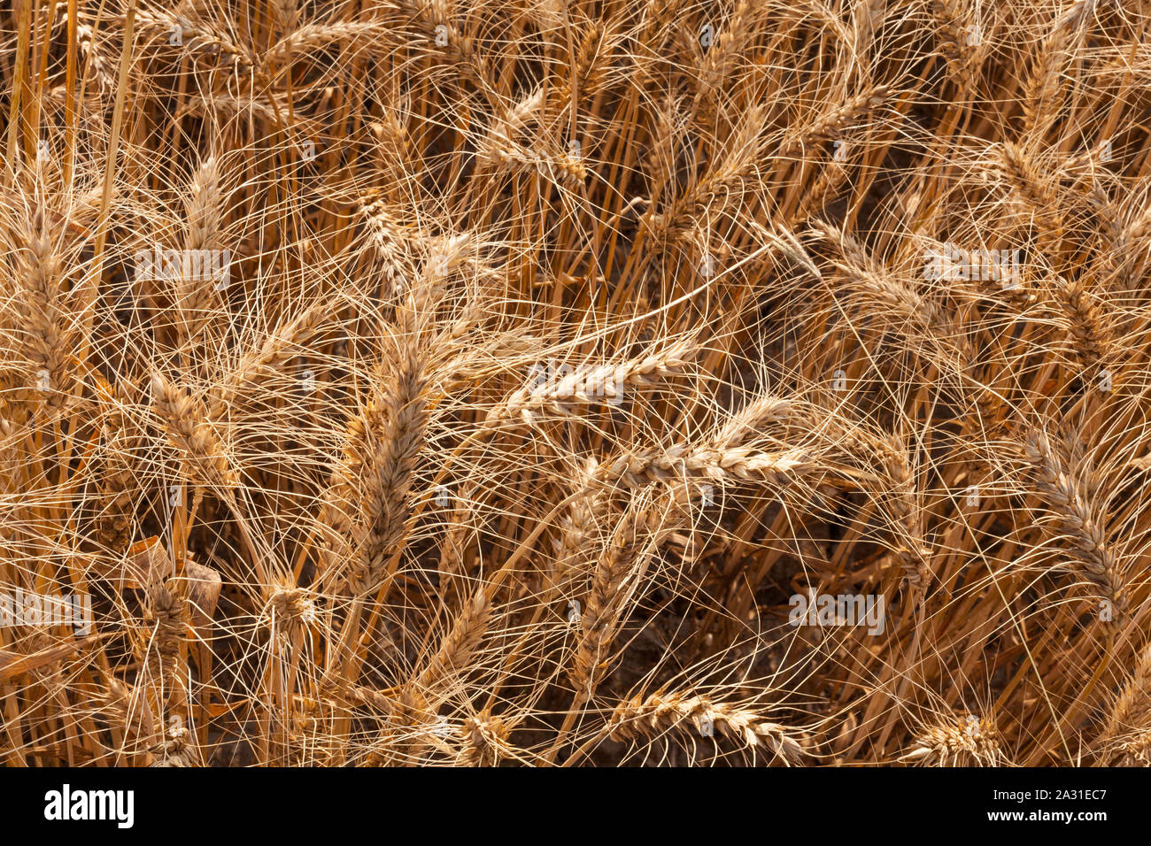 Wheat is one of the main agricultural crops in Pakistan, with 80 ...