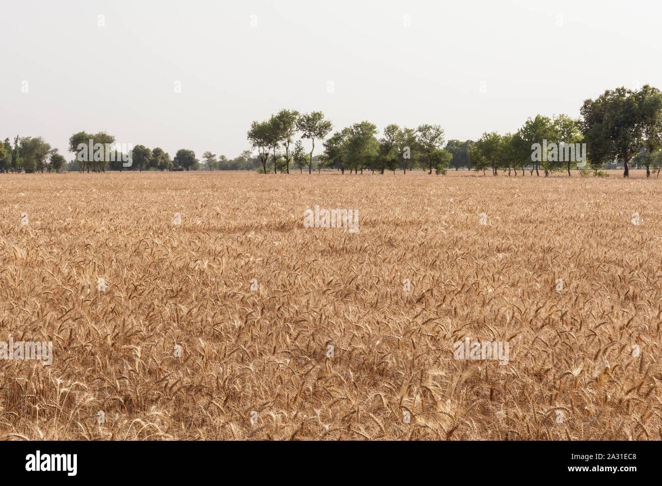Wheat is one of the main agricultural crops in Pakistan, with 80 ...