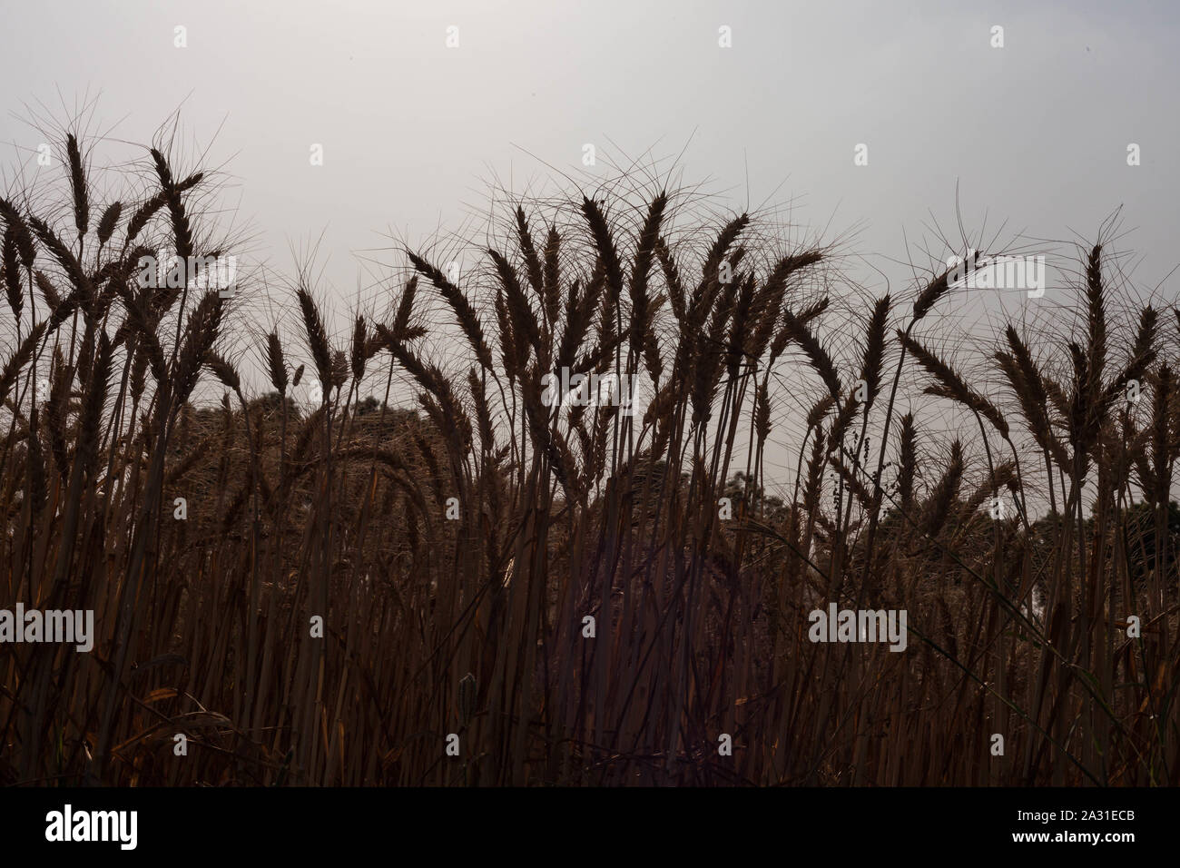 Wheat is one of the main agricultural crops in Pakistan, with 80 ...