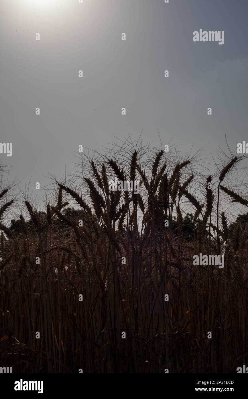 Wheat is one of the main agricultural crops in Pakistan, with 80 ...