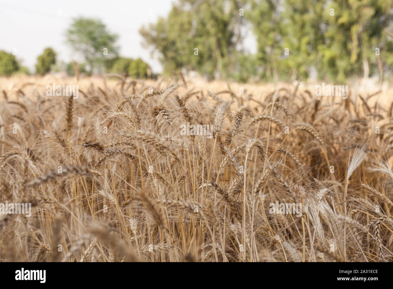 Wheat is one of the main agricultural crops in Pakistan, with 80 ...