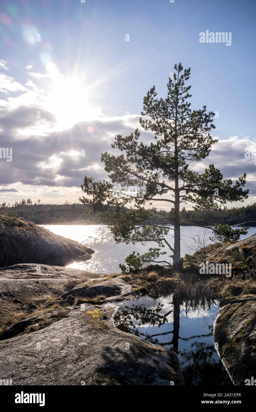 Pine tree growing on beach hi-res stock photography and images - Alamy