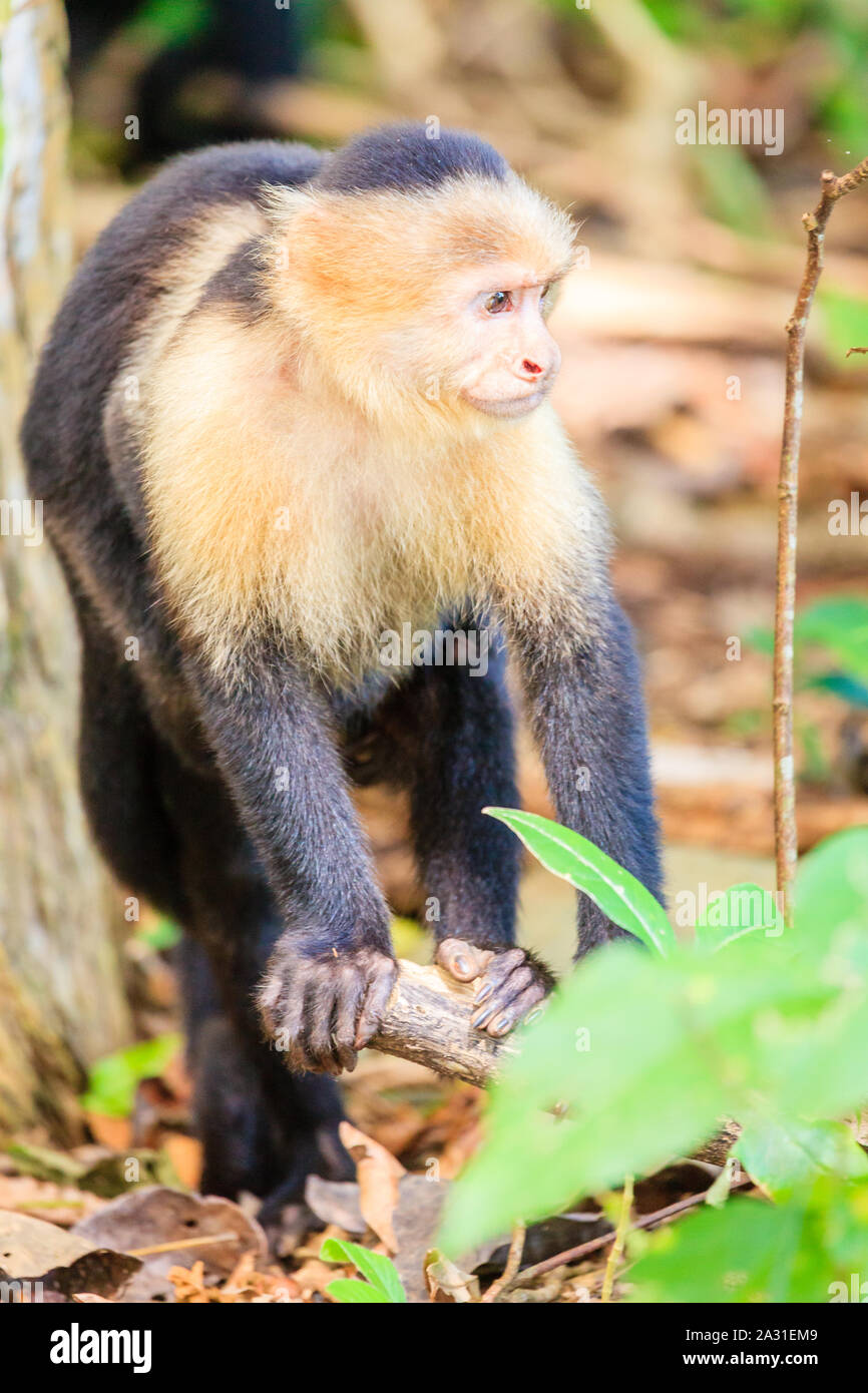 Capuchin monkey in a tropical forest in Costa Rica Stock Photo - Alamy