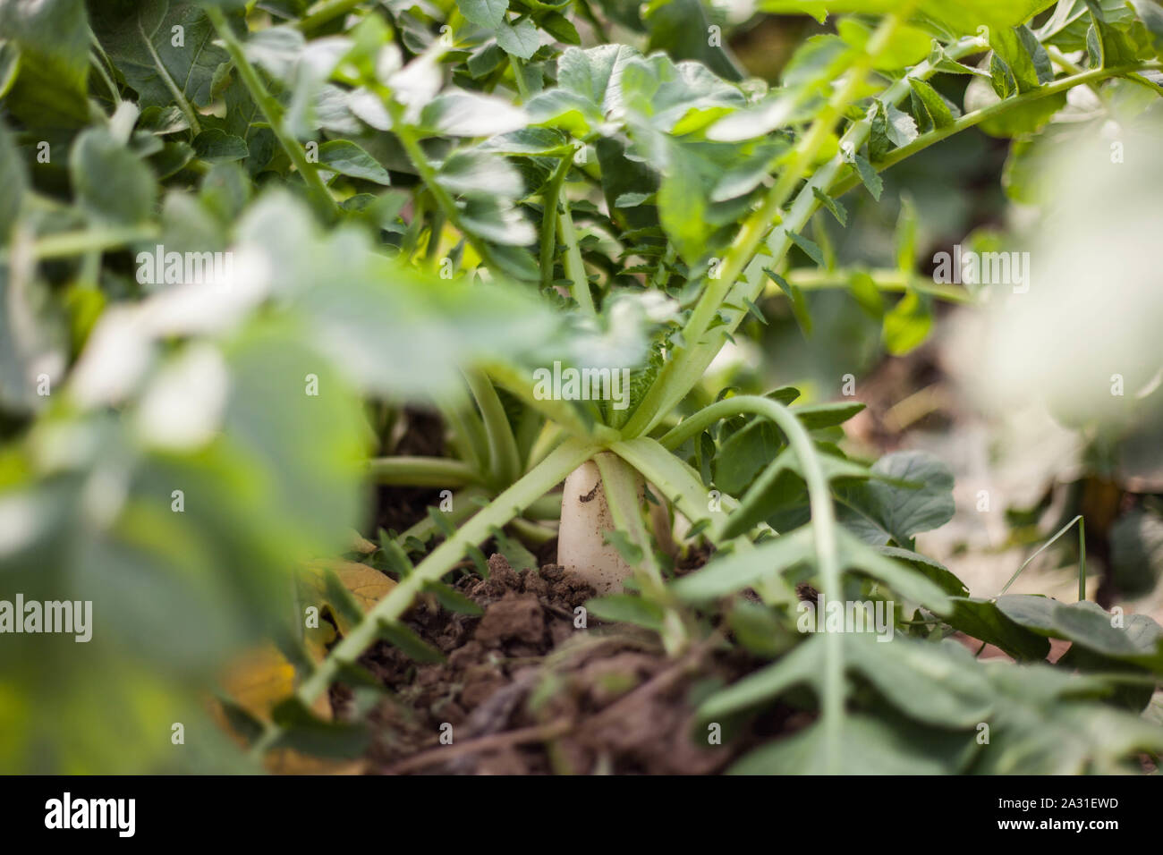 The radish is an edible root vegetable of the family Brassicaceae that ...