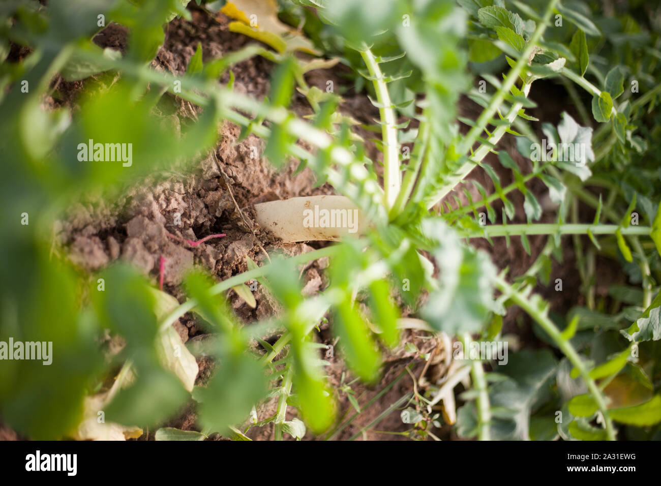 The radish is an edible root vegetable of the family Brassicaceae that ...