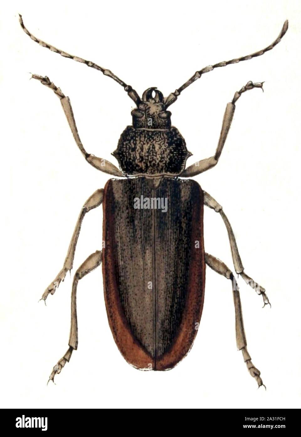 Ergates hi-res stock photography and images - Alamy