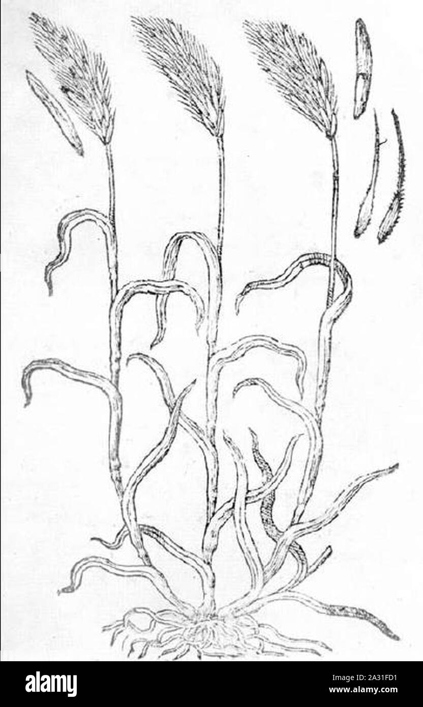 Ergot Black and White Stock Photos & Images - Alamy