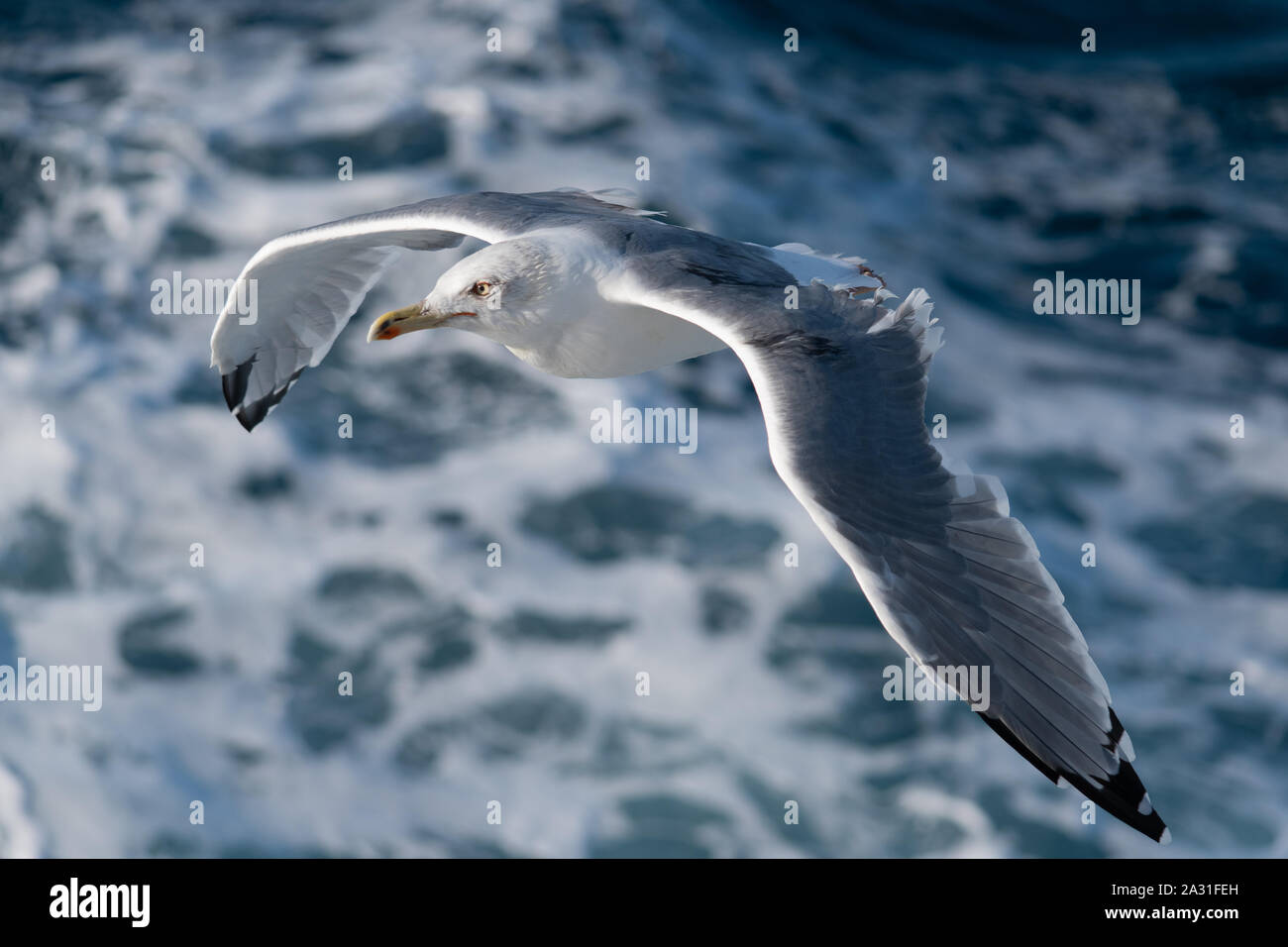 Seagull flying over waving sea Stock Photo - Alamy