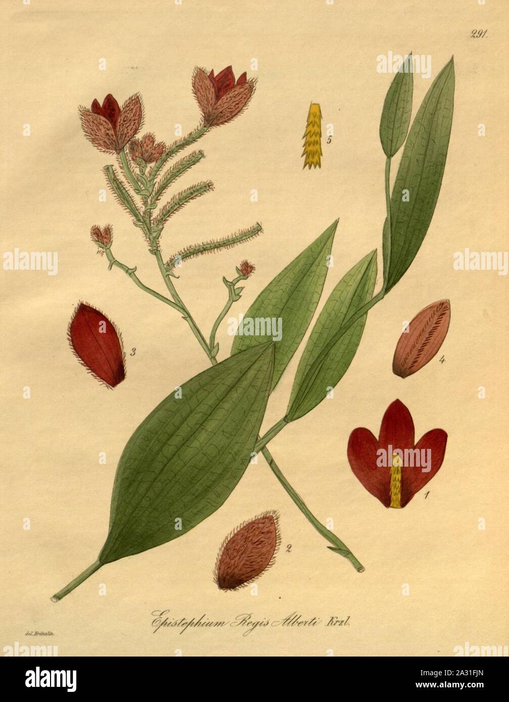 Eriaxis rigida (as Epistephium regis-alberti) - Xenia 3-291 (1900 Stock ...