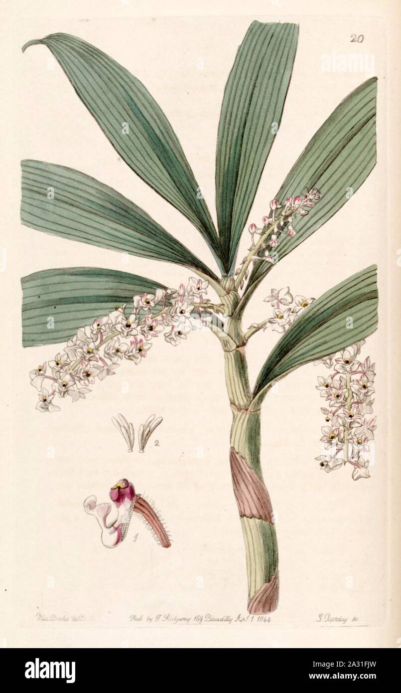 Eria floribunda hi-res stock photography and images - Alamy