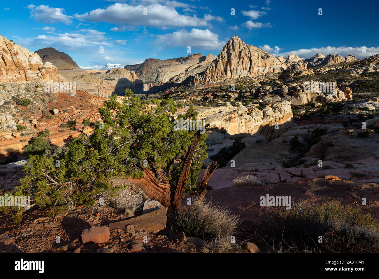 A juniper tree growing along the Navajo Knobs Trail below Pectol's ...