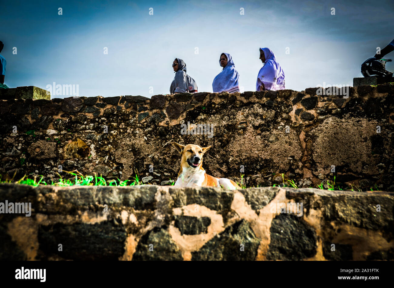 Street dog of sri lanka sitting on the rampart of hi-res stock ...