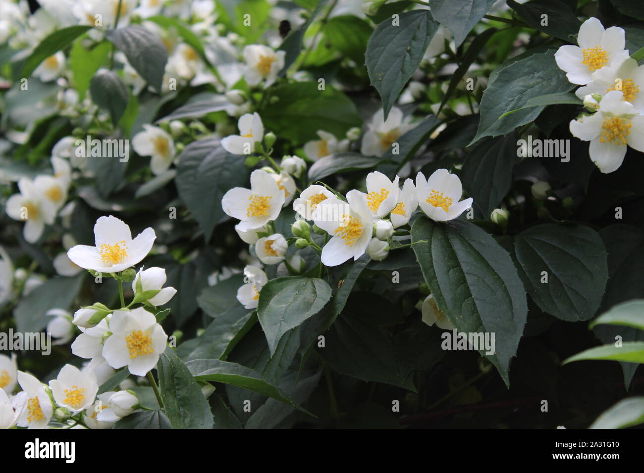The picture shows white jasmine in the garden Stock Photo - Alamy