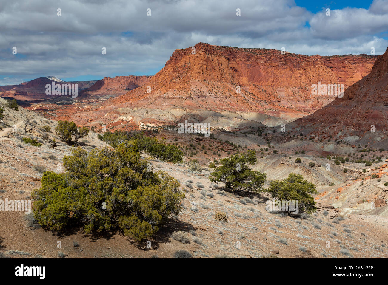 Juniper trees growing on a hillside along the Chimney Rock Loop Trail ...