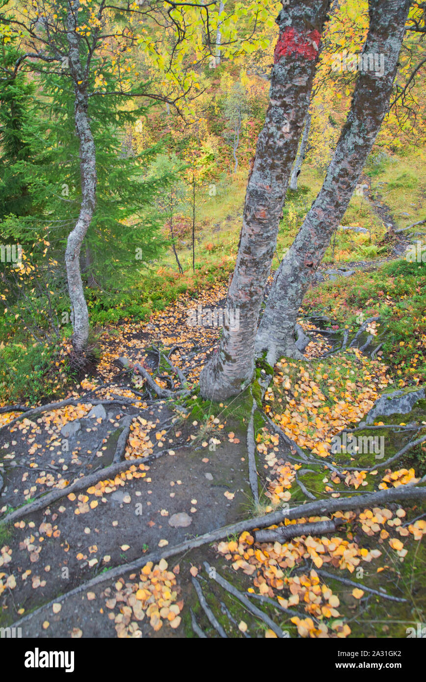 Leaf floor hi-res stock photography and images - Alamy