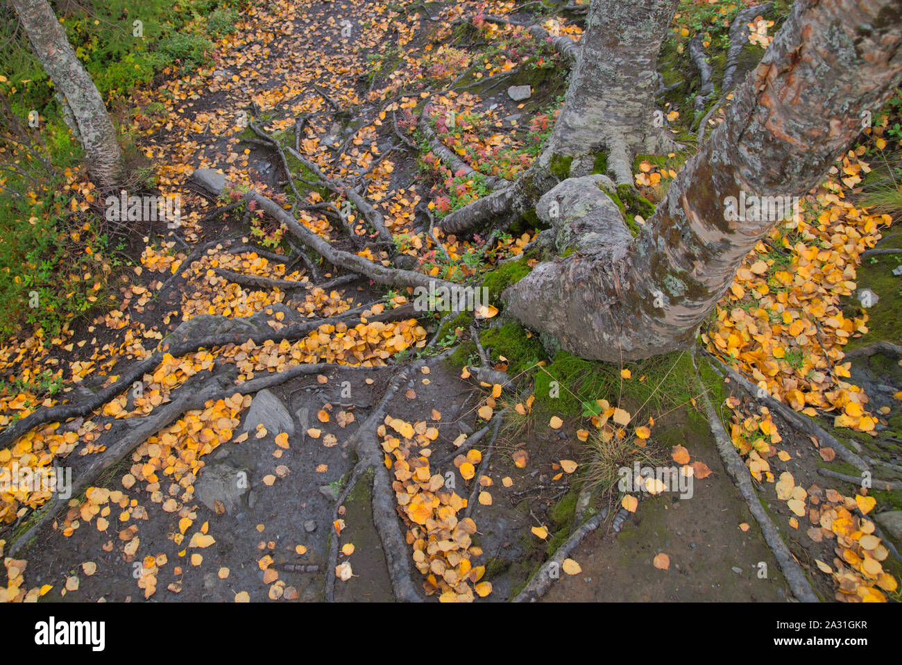 Leaf floor hi-res stock photography and images - Alamy