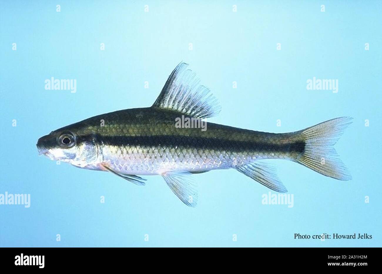 Erimyzon hi-res stock photography and images - Alamy