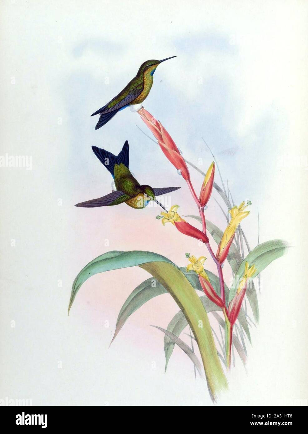 Godini hi-res stock photography and images - Alamy