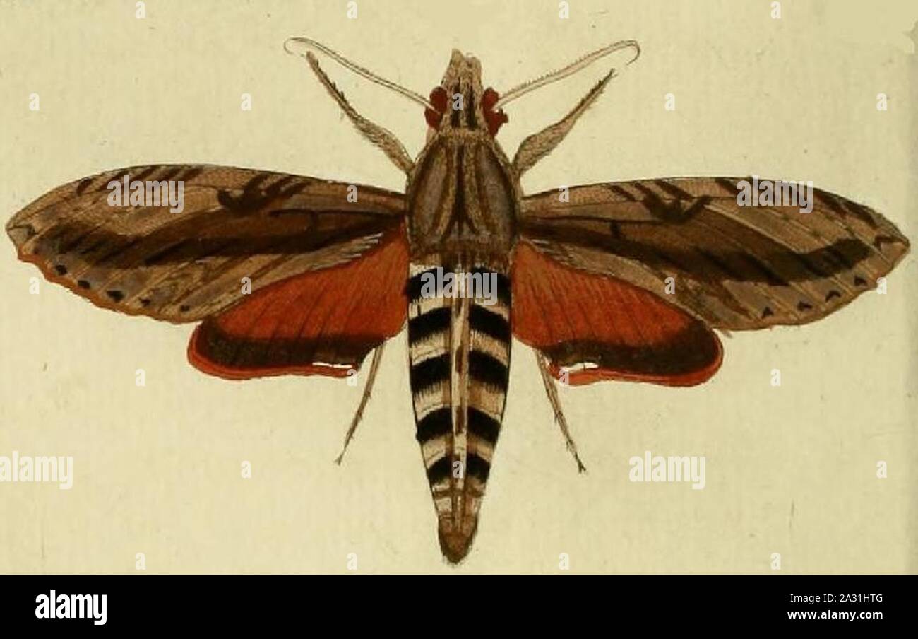 Ello ello hi-res stock photography and images - Alamy