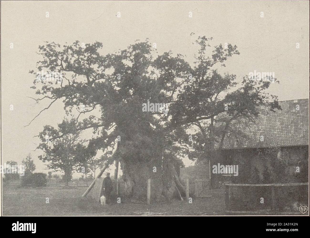 Erle historical hi-res stock photography and images - Alamy