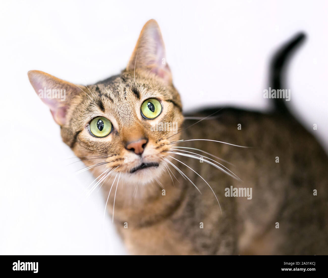 Wide eyed cat hi-res stock photography and images - Alamy