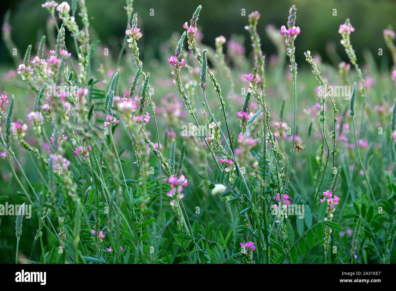 The Beautiful wild heather closeup a shot Stock Photo - Alamy