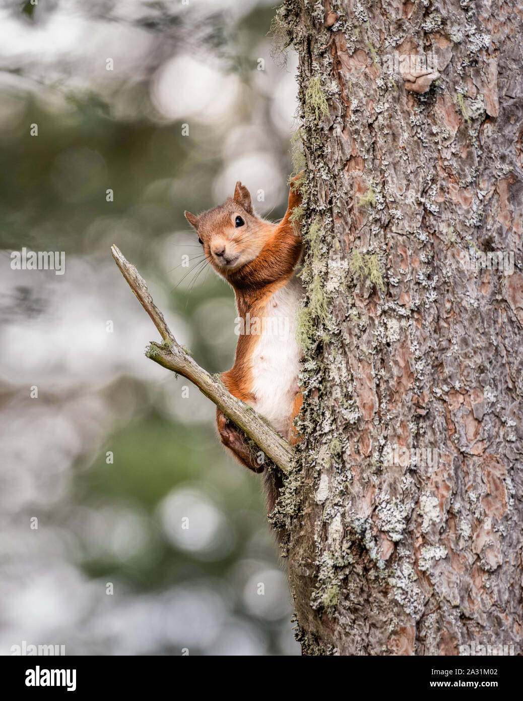 Red Squirrel, Loch Garten, Abernethy, Scotland Stock Photo - Alamy