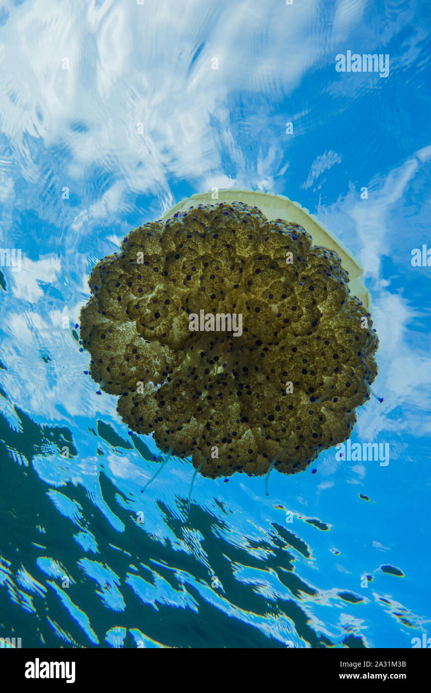 Jellyfish polyp colony hi-res stock photography and images - Alamy