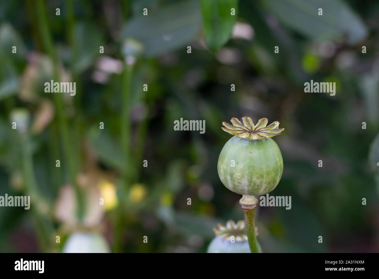 `Poppy Seed Heads Stock Photo - Alamy