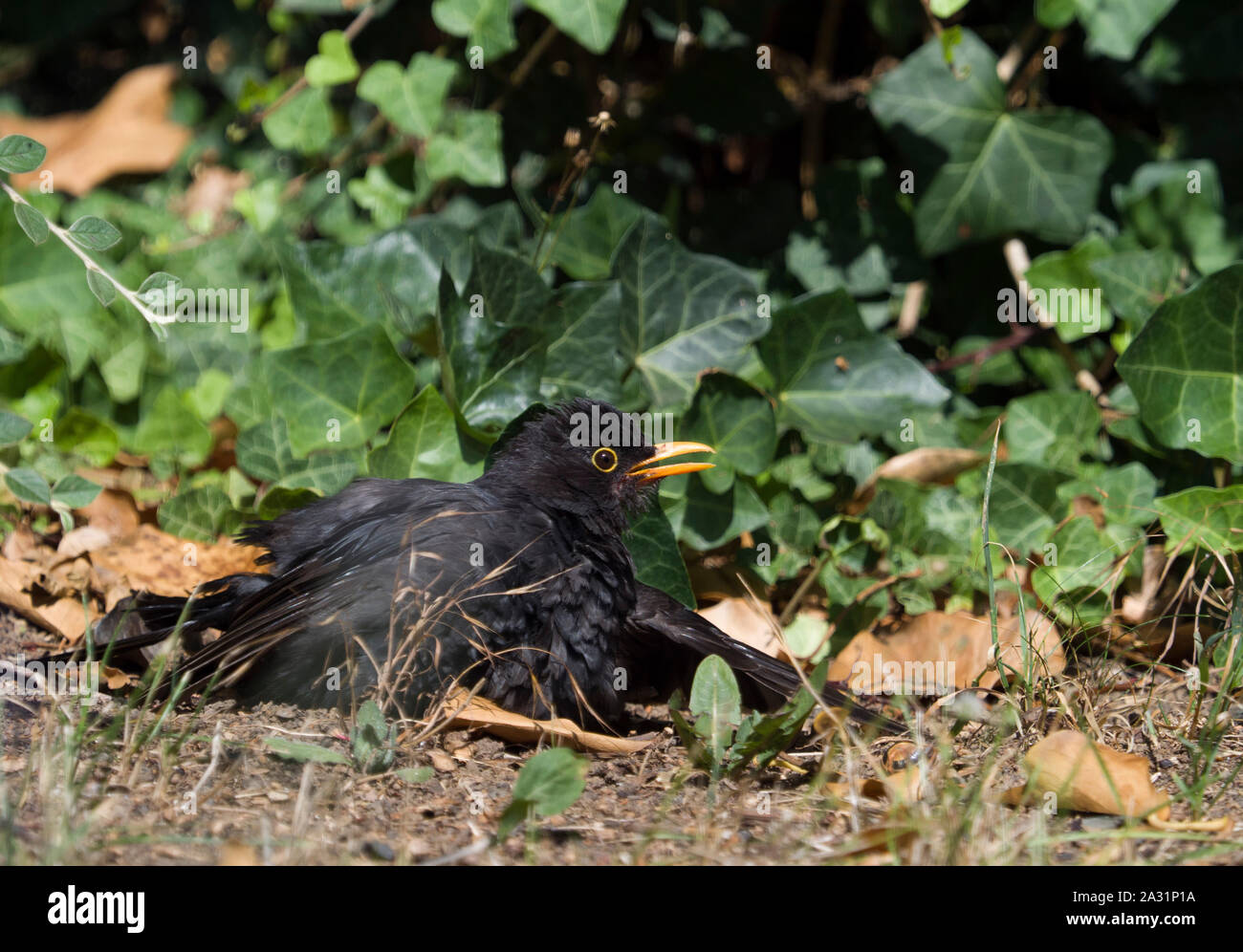 Hot weather wildlife hi-res stock photography and images - Alamy
