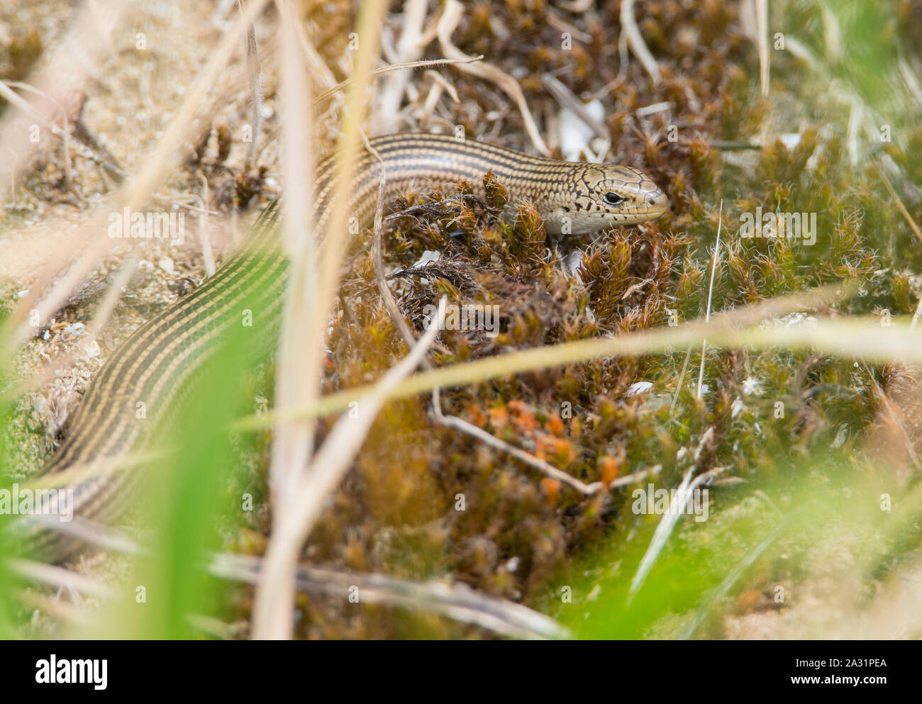 Iberian Three-toed Skink (Chalcides striatus) in Cantabria Northern ...