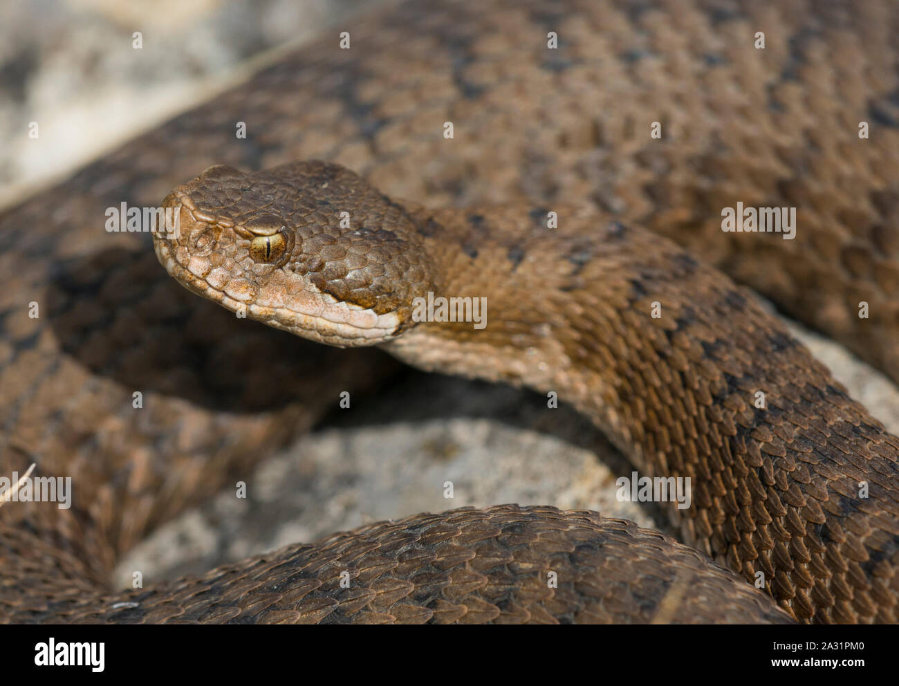 Snakes of spain hi-res stock photography and images - Alamy