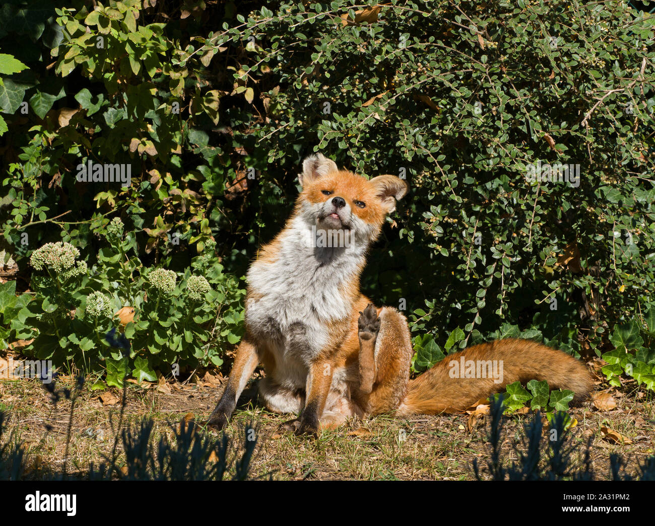 Fox Grooming High Resolution Stock Photography and Images - Alamy
