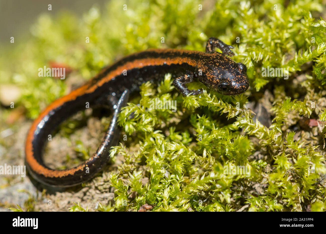 Golden salamander hi-res stock photography and images - Alamy