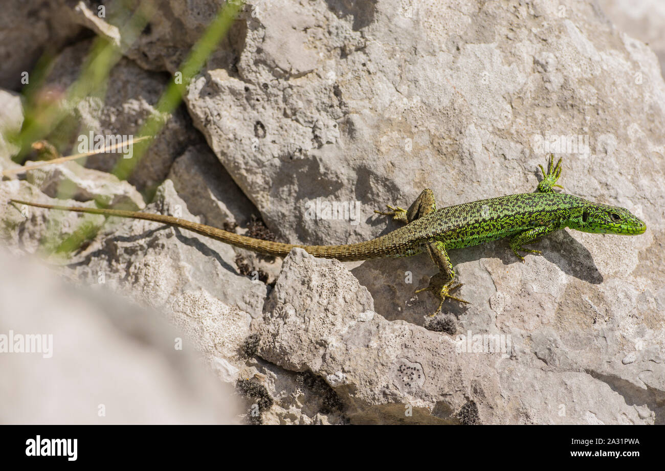 Male West Iberian Rock Lizard (Iberolacerta monticola) basking on a ...