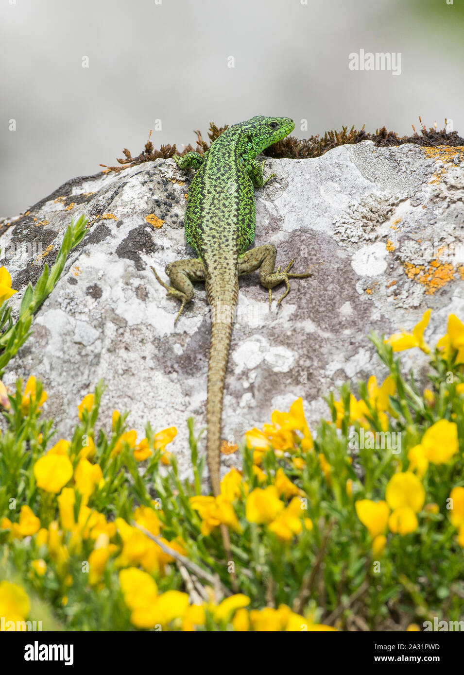 Male West Iberian Rock Lizard (Iberolacerta monticola) basking on a ...