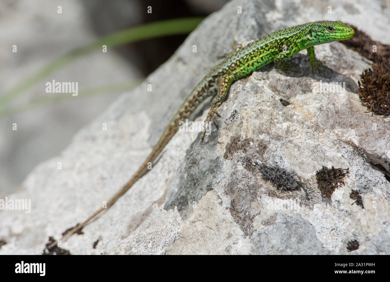 Male West Iberian Rock Lizard (Iberolacerta monticola) basking on a ...