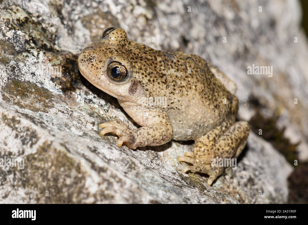 Common Midwife Toad (Alytes obstetricans) sat on a rock Stock Photo - Alamy