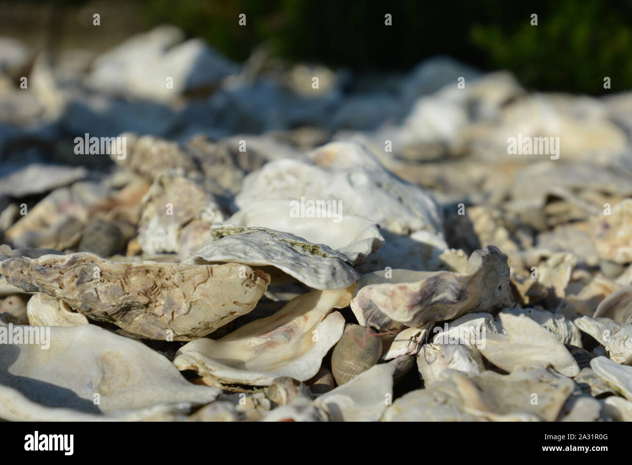 Multiple whole and shattered opened empty oyster shells Stock Photo - Alamy