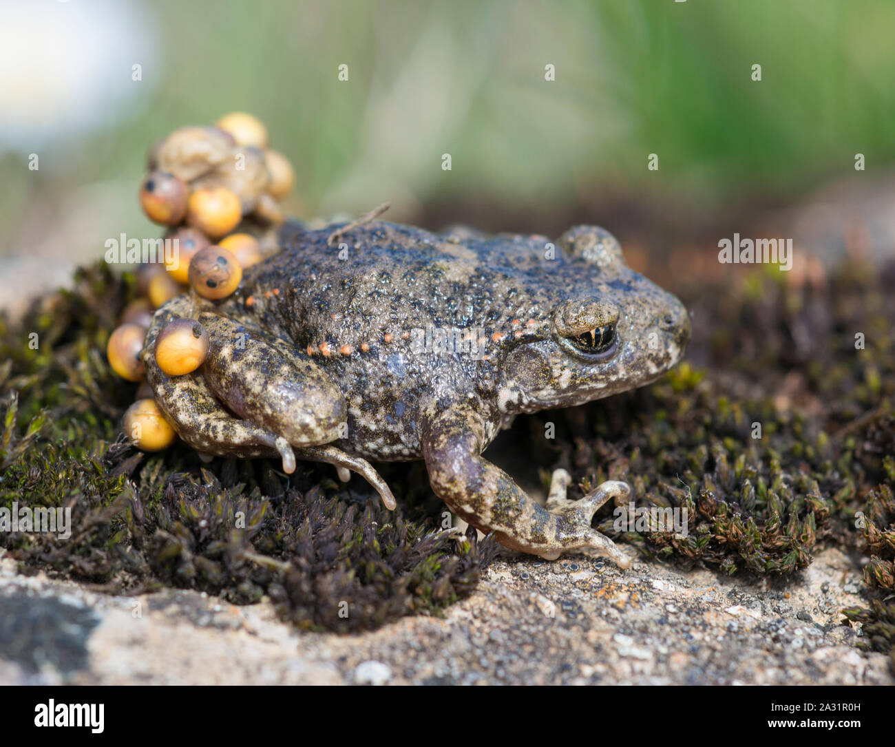 Male Common Midwife Toad (Alytes obstetricans) carrying its eggs in ...
