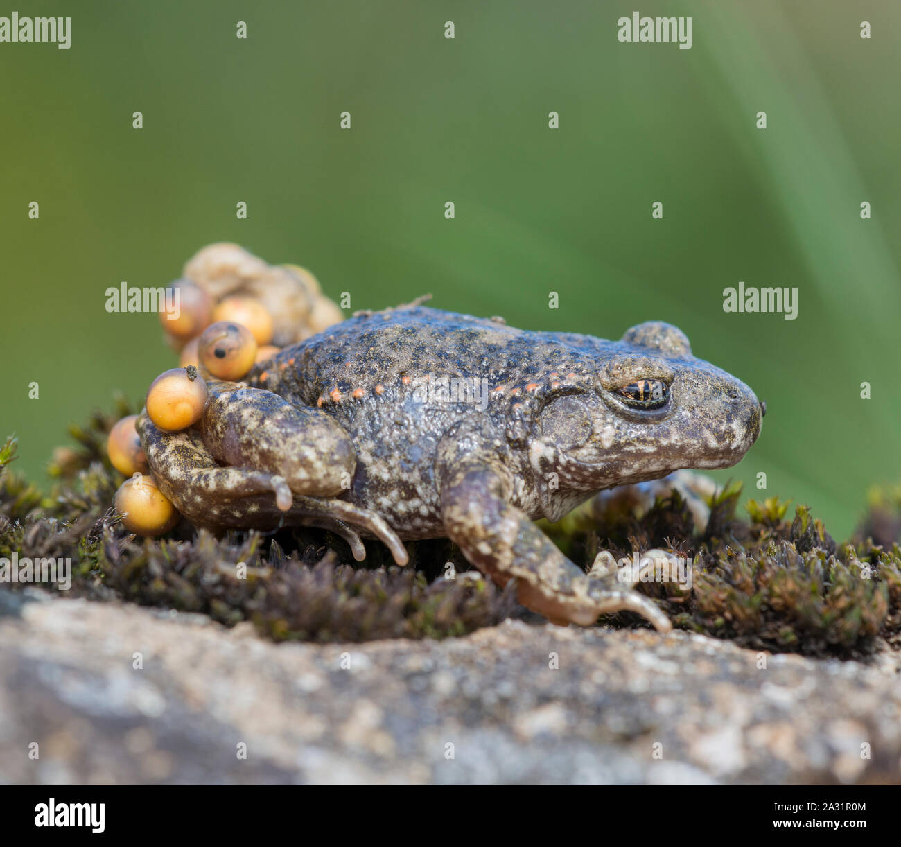 Male Common Midwife Toad (Alytes obstetricans) carrying its eggs in ...