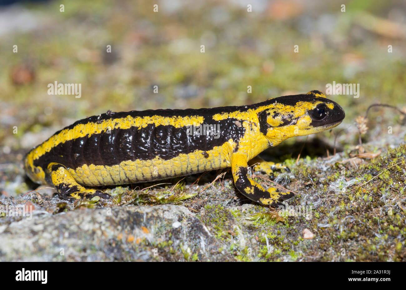 Fire Salamander sub-species (Salamandra salamandra bernardezi) in the ...