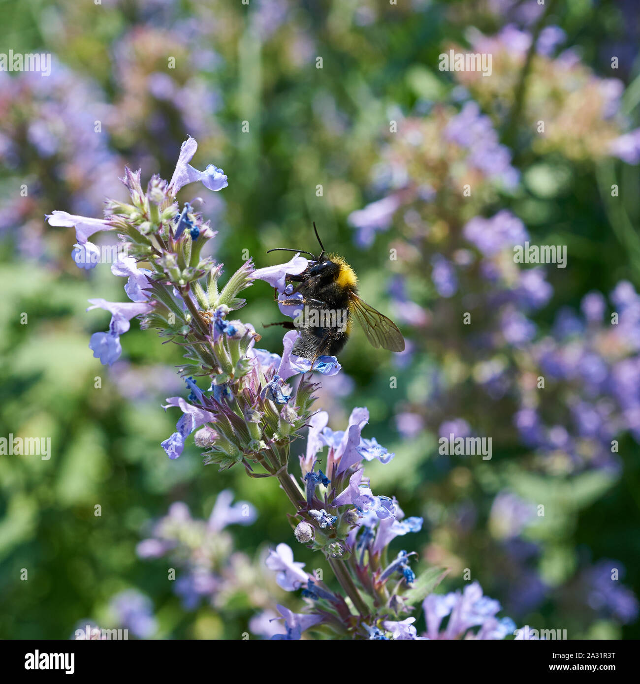 Bee at pollination of a flower in spring Stock Photo - Alamy