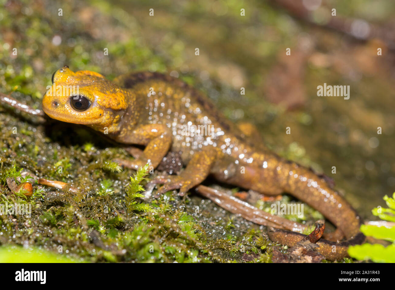 Spanish Salamanders High Resolution Stock Photography and Images - Alamy