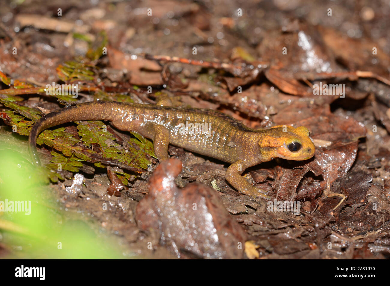 Spanish salamanders hi-res stock photography and images - Alamy