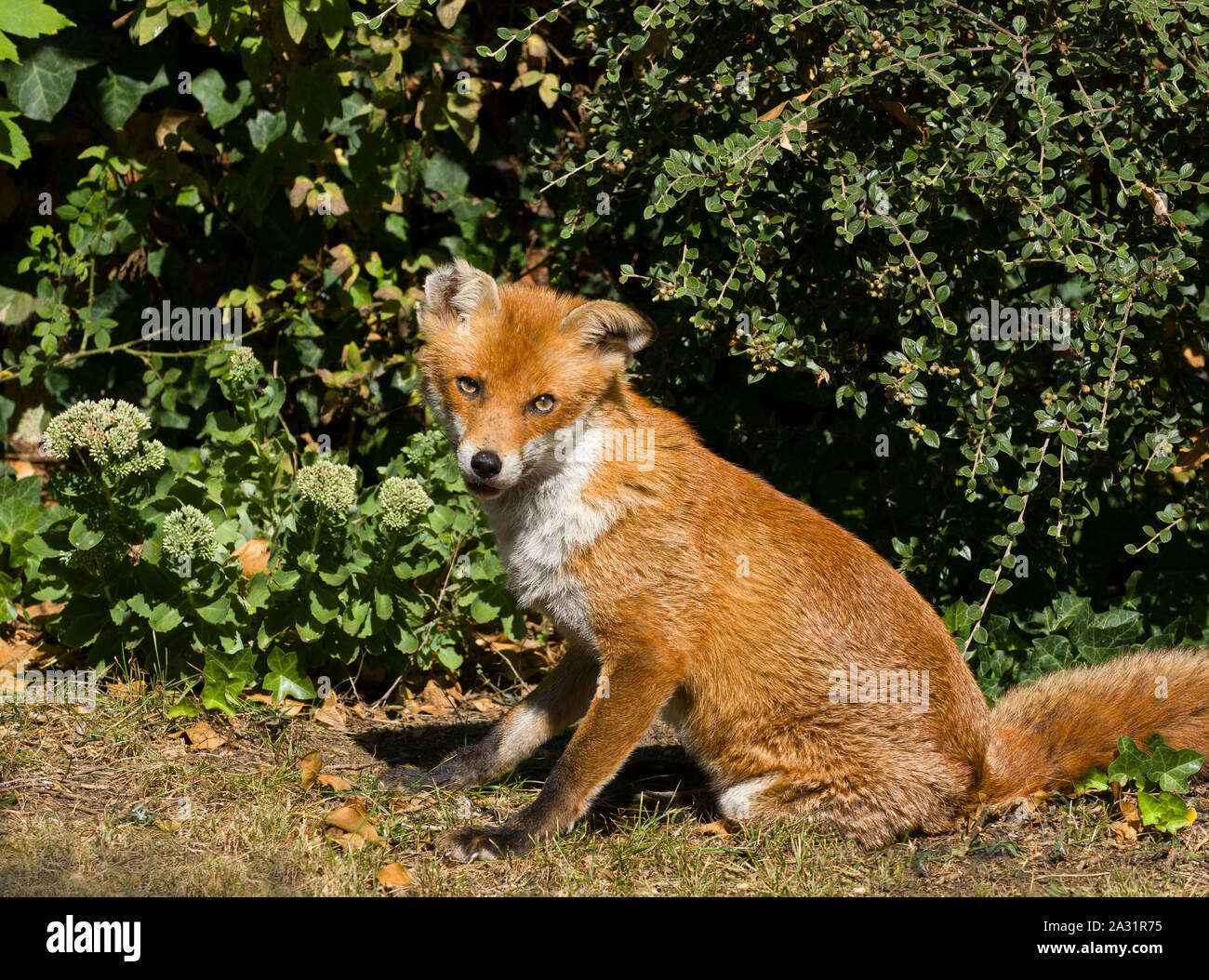Female foxes hi-res stock photography and images - Alamy