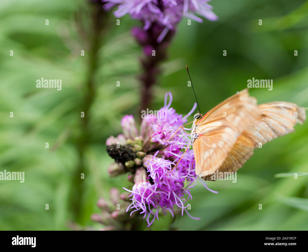 Julia Heliconian Dryas Iulia High Resolution Stock Photography and ...